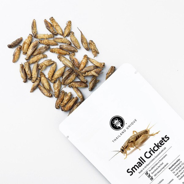 CRICKETS SMALL (HOUSE CRICKETS)