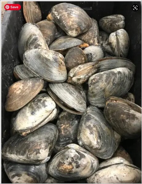 Clams