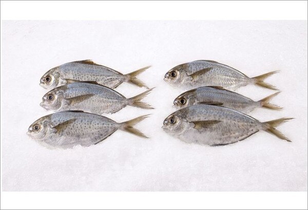 BUTTERFISH (Pompano) whole 100-150gr (22lbs/cs)
