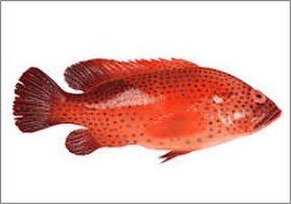 Grouper Strawberry