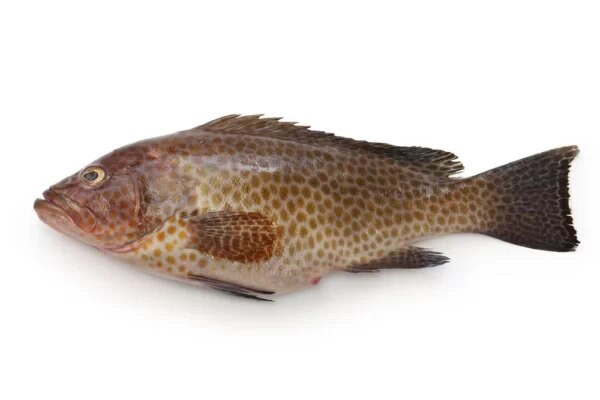 GROUPER (REEF COD) WHOLE CLEAN