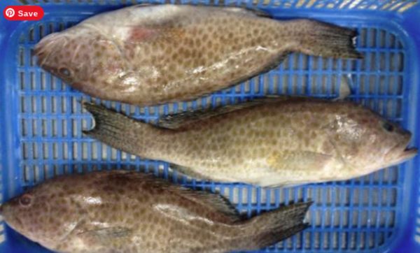 GROUPER WHOLE CLEANED
