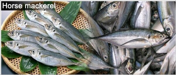 MACKEREL HORSE WHOLE 350+ GR.