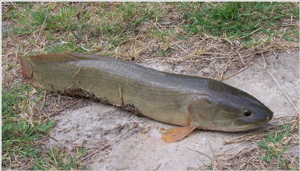 Mud Fish