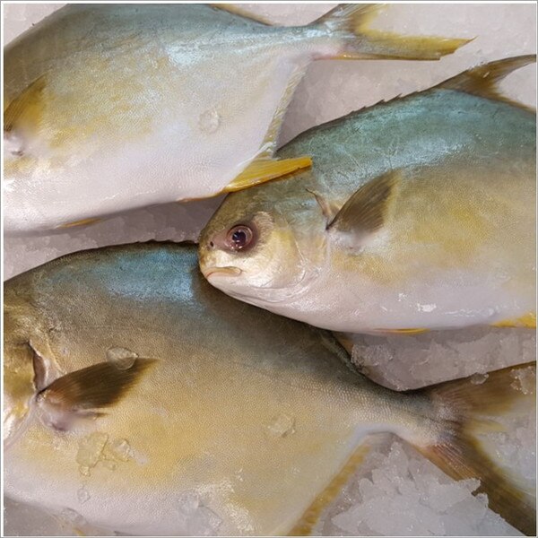 POMPANO GOLDEN WHOLE ROUND
