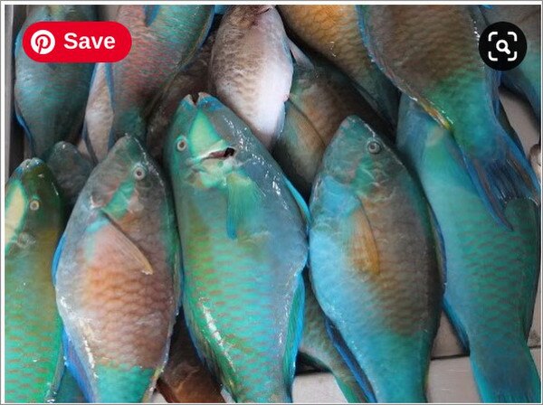 PARROT FISH whole cleaned - 1.0 to 2.0 lbs/pc, IWP, 10lbs/cs