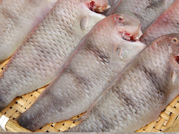 PARROT FISH whole cleaned