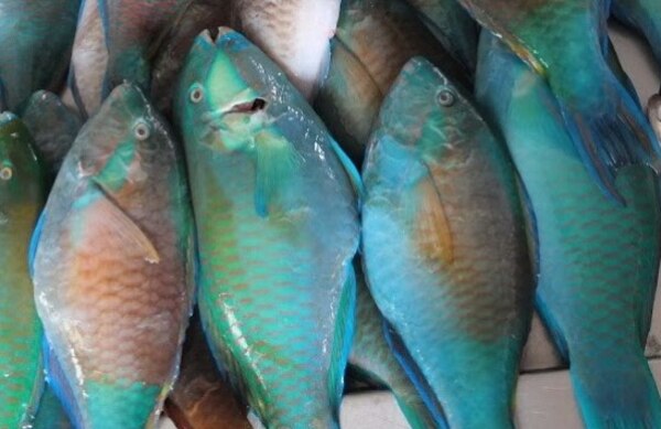 PARROT FISH whole cleaned