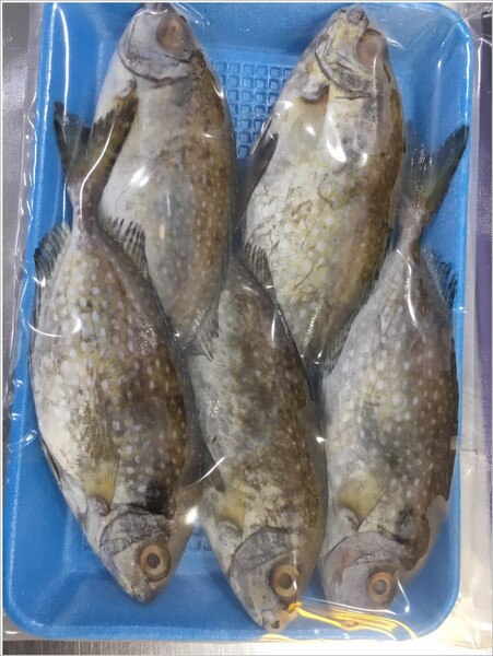 RABBIT FISH WHOLE ROUND