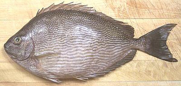 RABBIT FISH WHOLE ROUND
