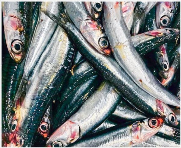 Sardines