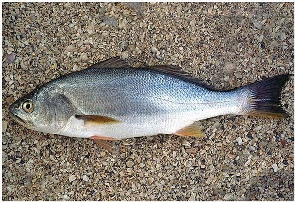CORVINA