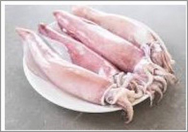 SQUID WHOLE ROUND 600+ G